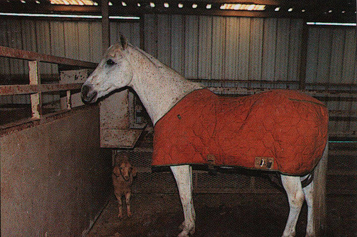 Boxes para Caballos: Cómo contruir el establo IDEAL