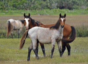 Cuidados del potro: Desde el nacimiento hasta la edad previo a la doma